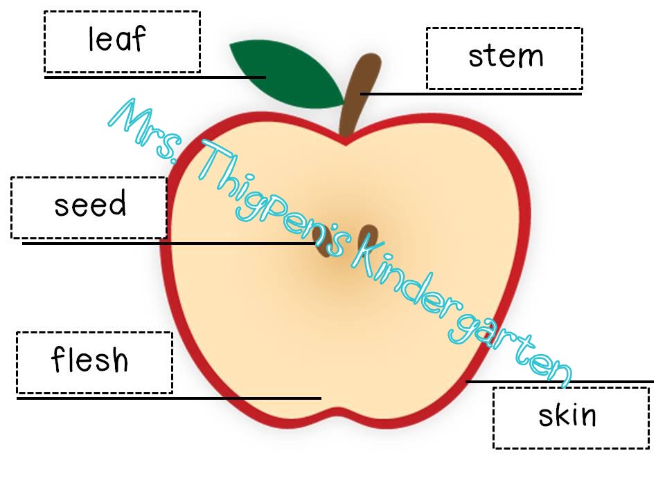 Printable Parts Of An Apple