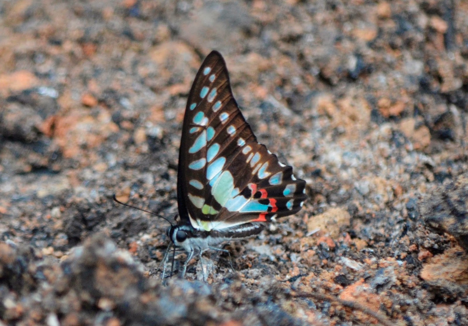 The Kambatik Park, Bintulu.: Butterfly watch album - Common Jay ...