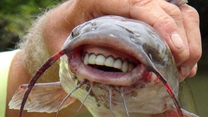 Man Eaten By Catfish
