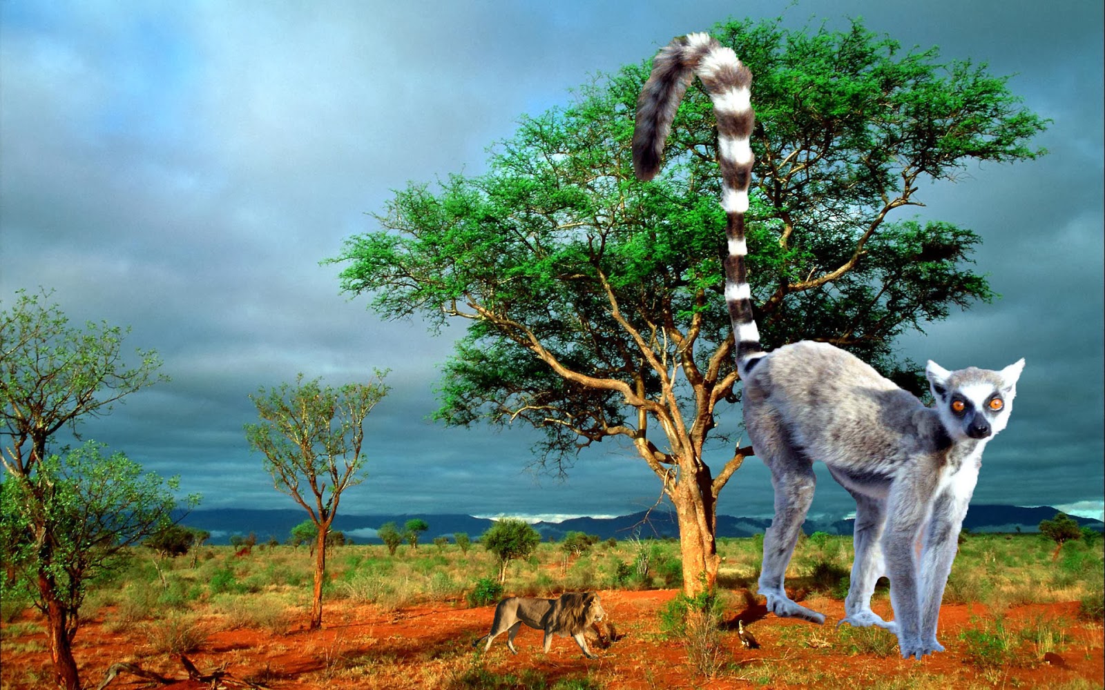 Alysha's Digital Blog: Distorted Animals