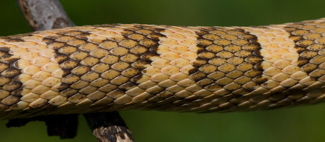 Explorations of an Ecologist: The snakes of Ontario - part 3