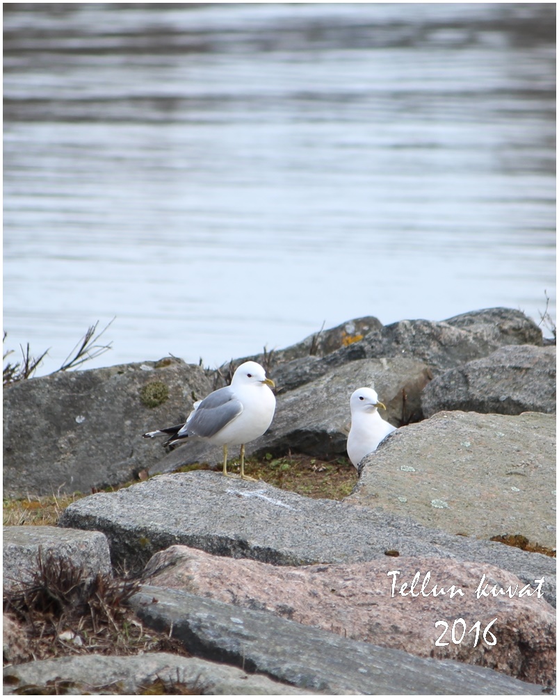 Jälleen lintuja kuvaamassa