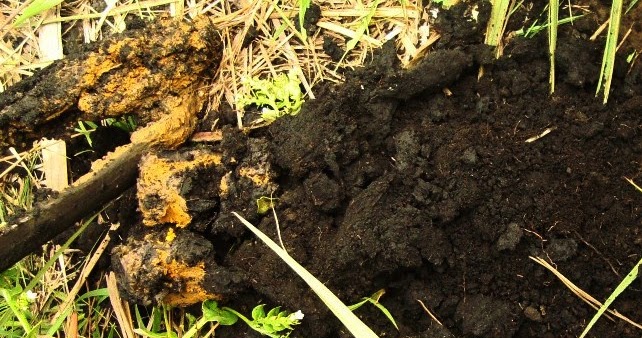 FUNDAMENTOS DE PEDOLOGIA - Organossolo