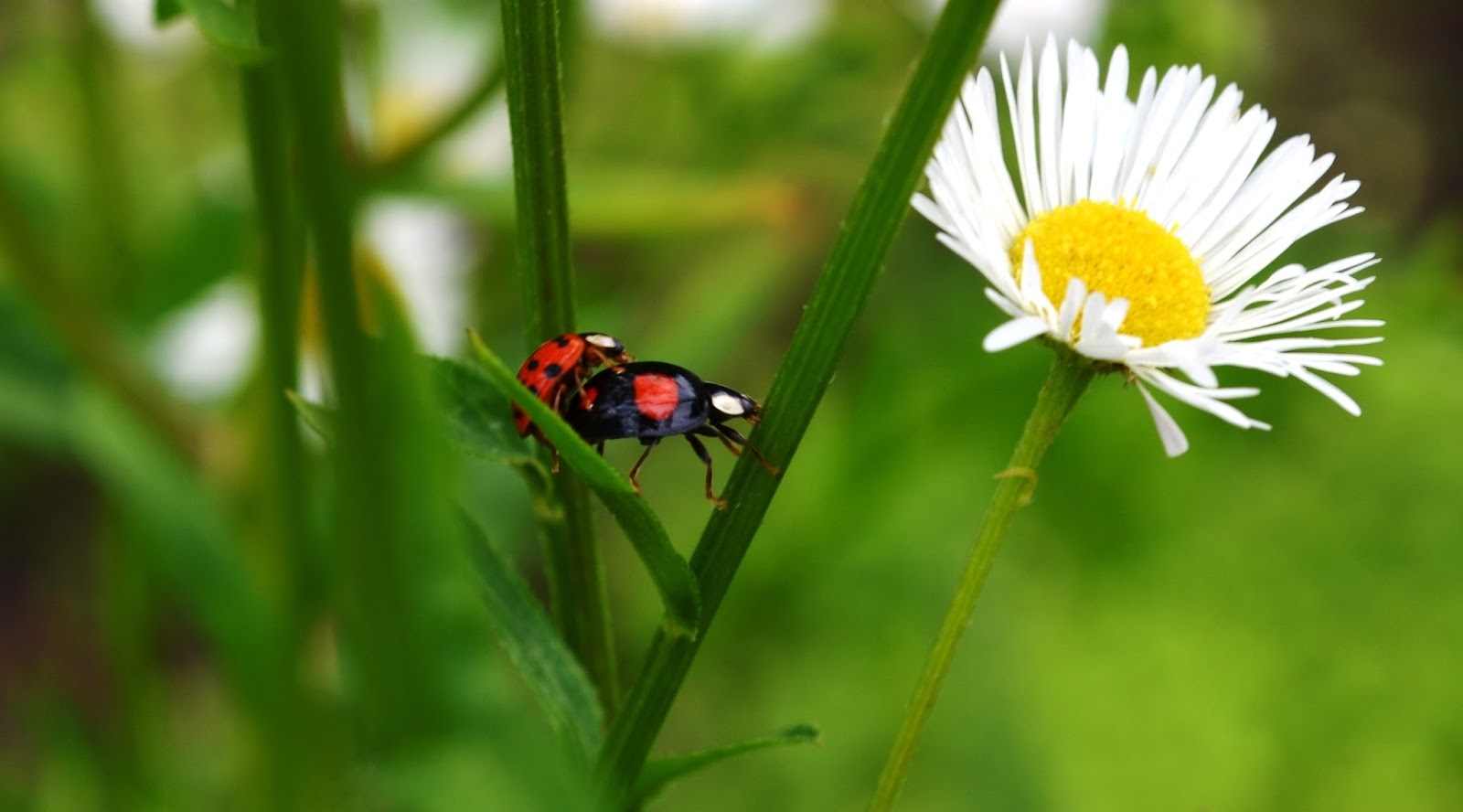 ps-pictureshop: wildlife in my garten