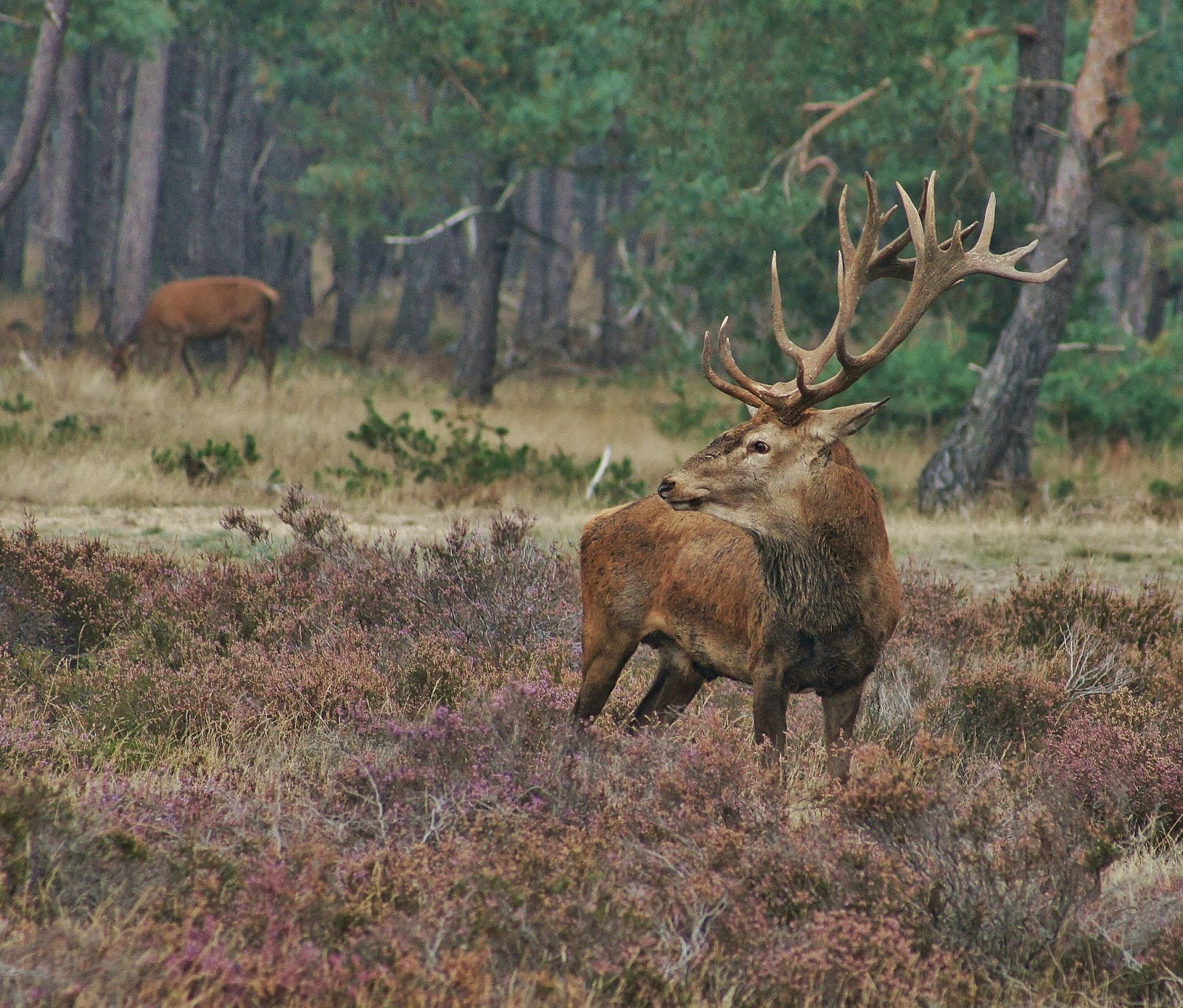 AMSTERDAMSE WATERLEIDINGDUINEN AWD: Vechtende Edelherten