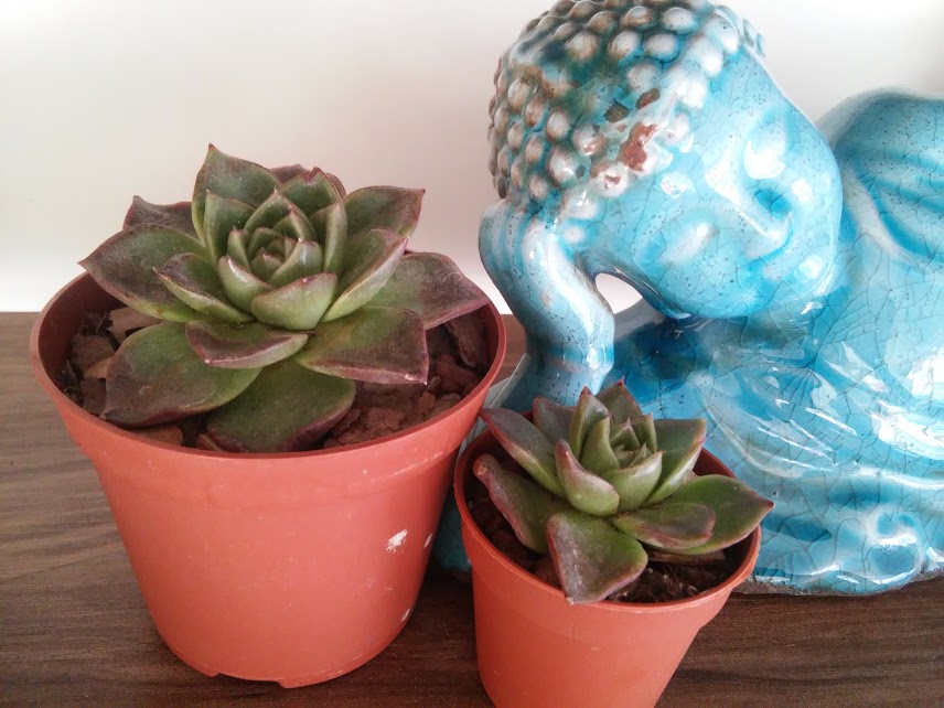 Zeynep Dollfish & Green Adventures