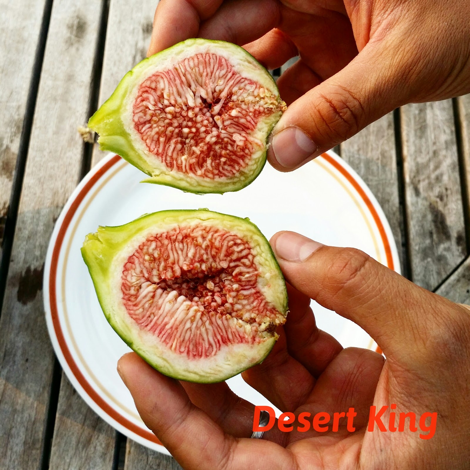 Seattle Garden & Fruit Adventures: Fig of the week. #3 Desert King