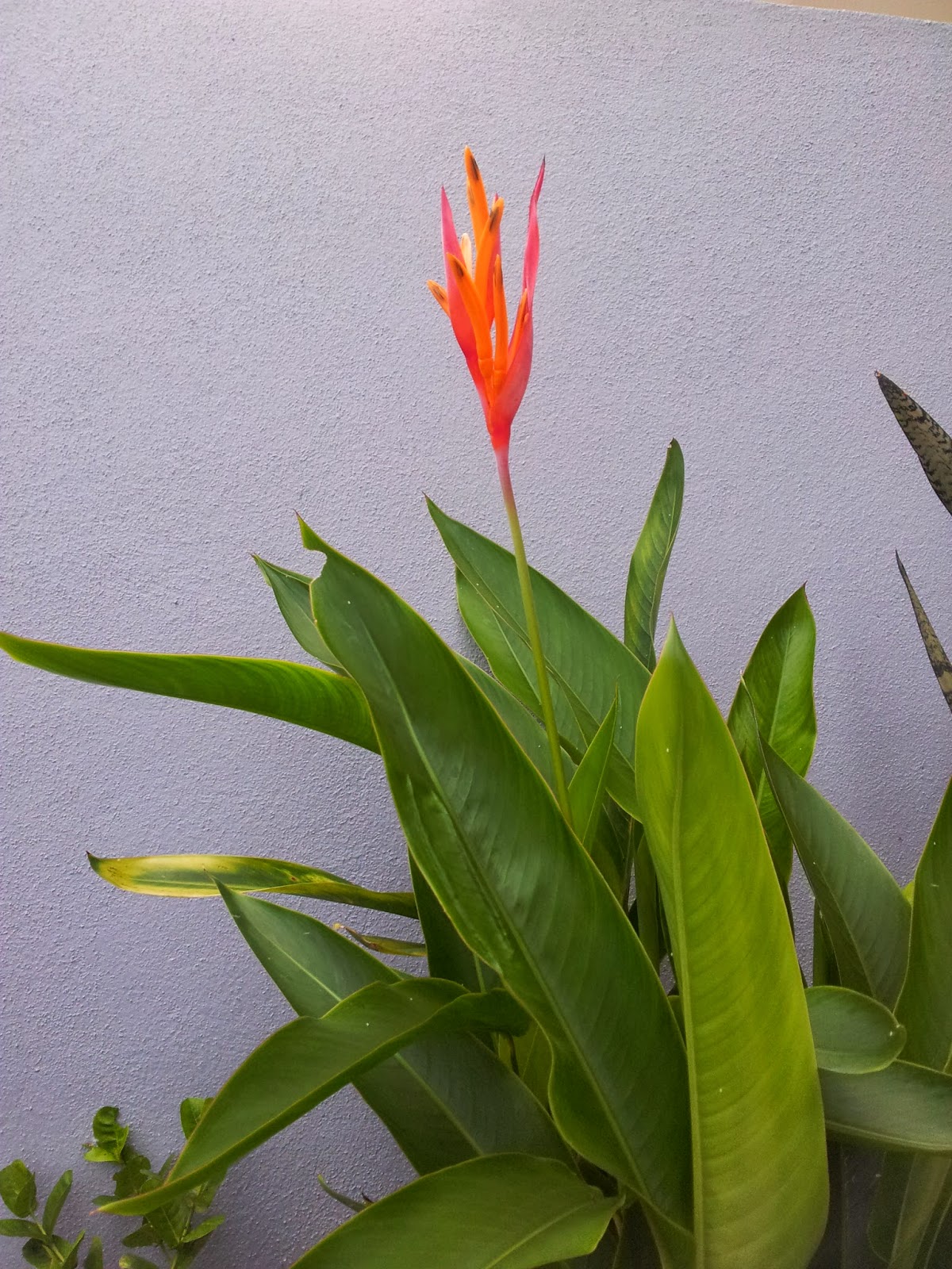 Ceritera FLK: Bunga Pokok Sepit Udang Sudah Berkembang