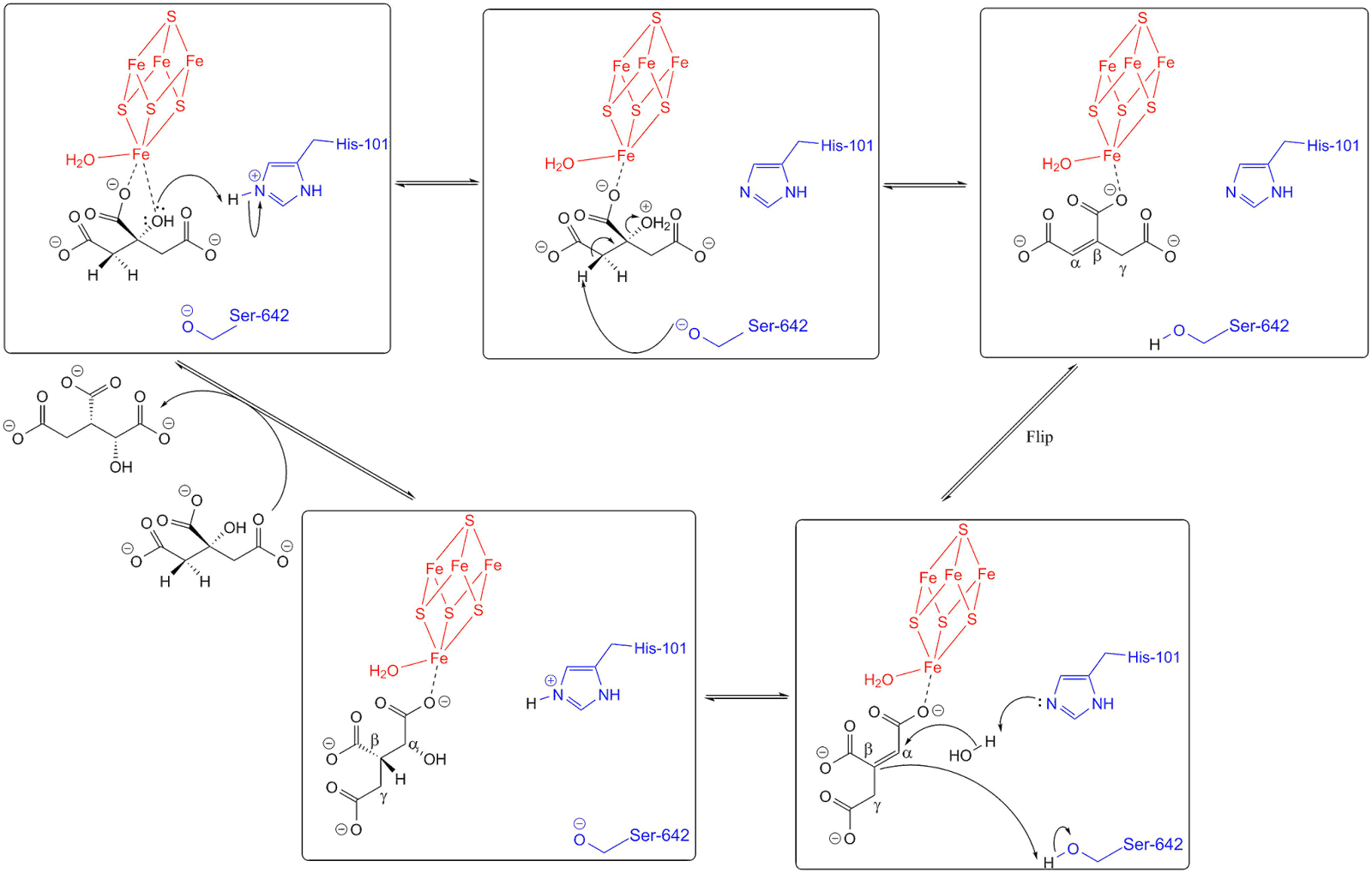Citrate To Isocitrate Mechanism
