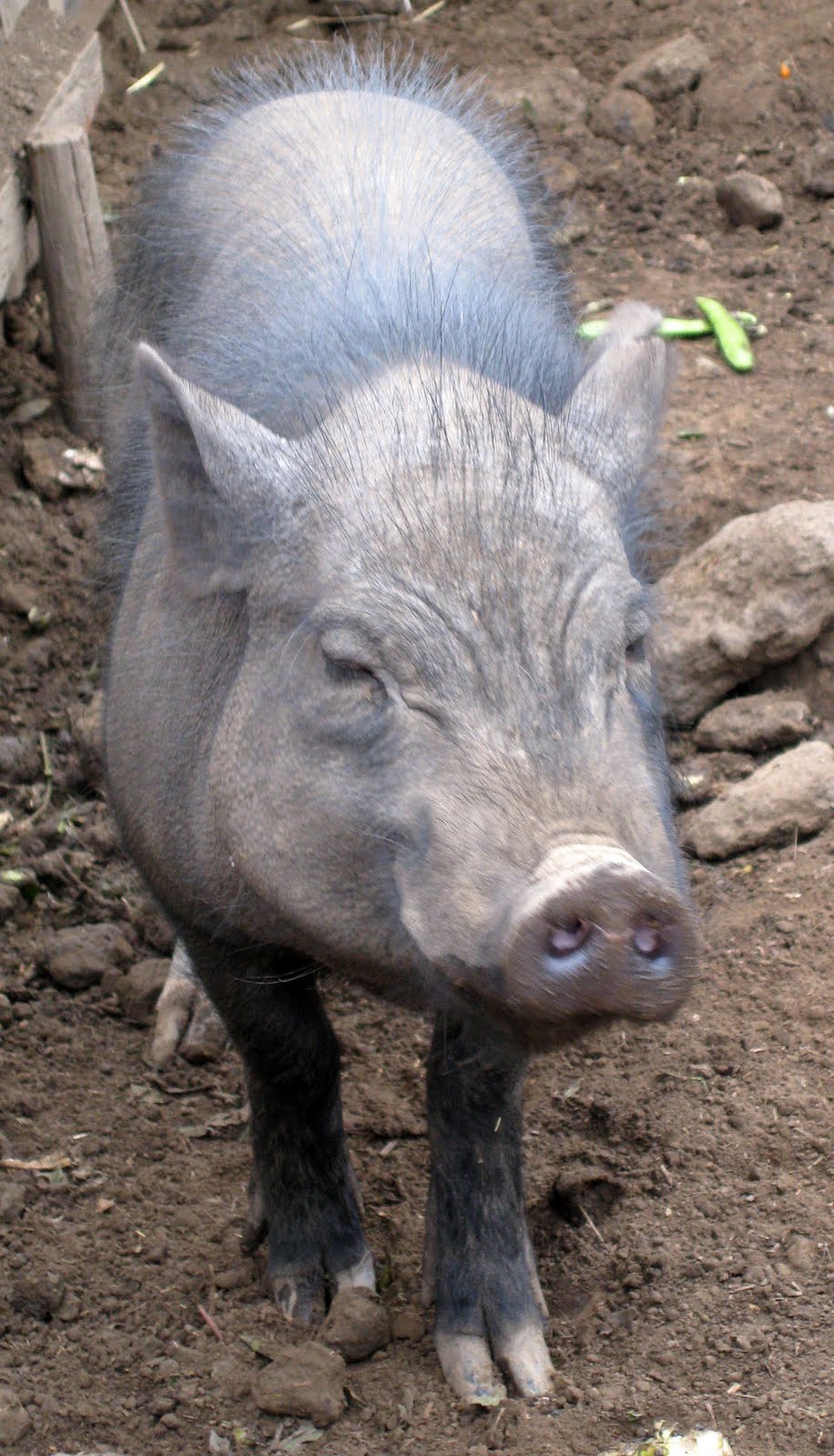 Little Pet Pigs: July 2011
