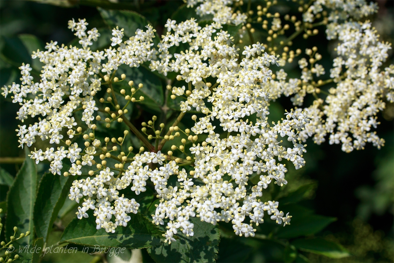 Wilde planten in Brugge: De gewone vlier - Sambucus nigra