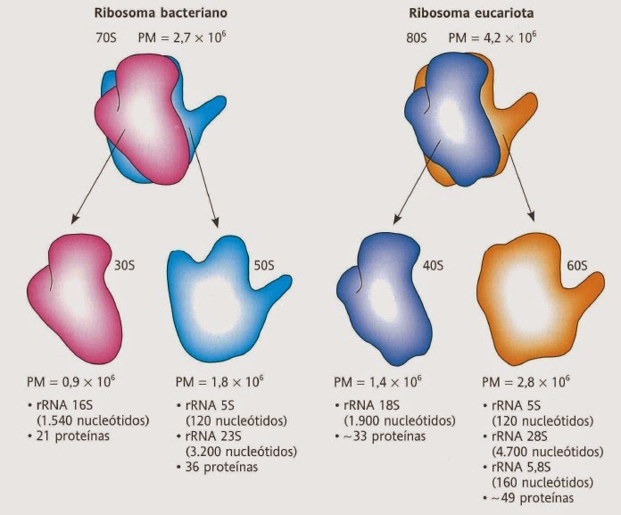Principales componentes del proceso de traducción del ARNm | Apuntes de ...