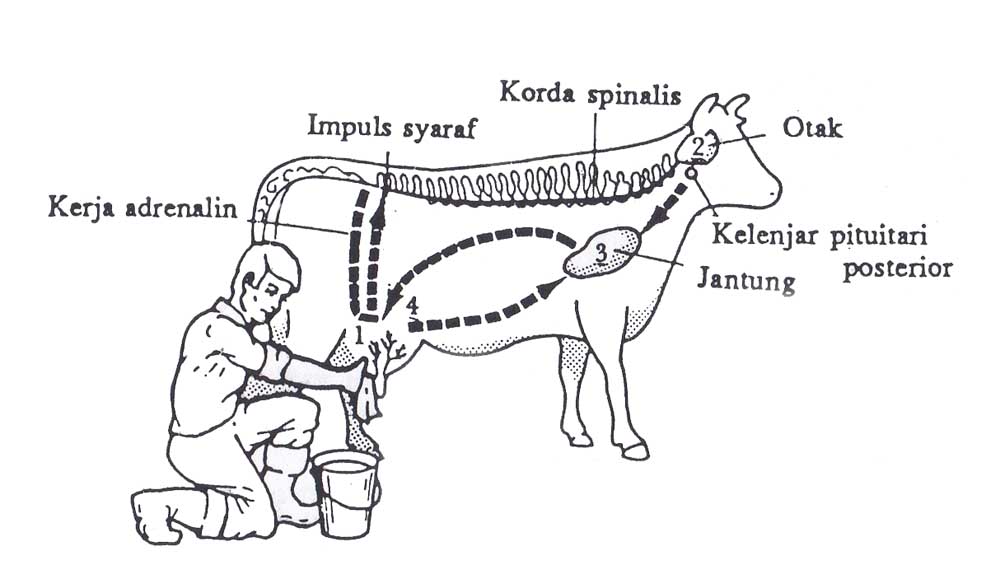 proses yang terjadi pada tubuh sapi saat diperah Susunya - Elinotes ...