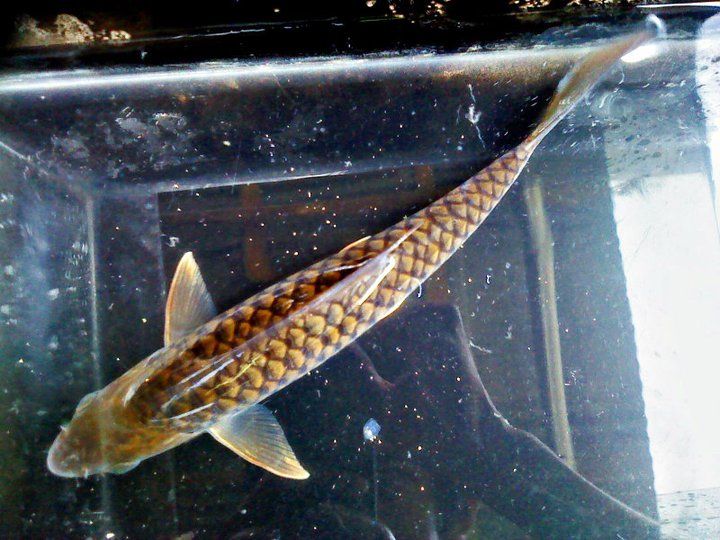 Mahseer..Super Fish! King of Fish!: Mahseer / Kelah