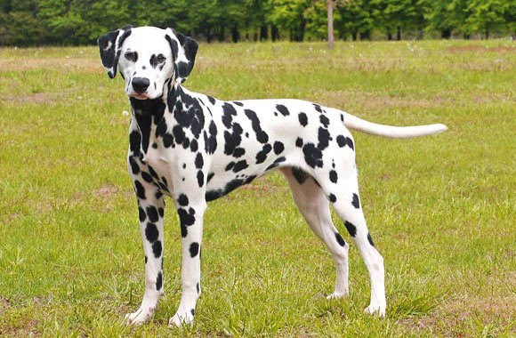 Dalmata