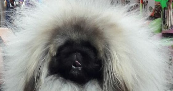 +WUAPO MODA CANINA Y MAS: ¿ QUE ES