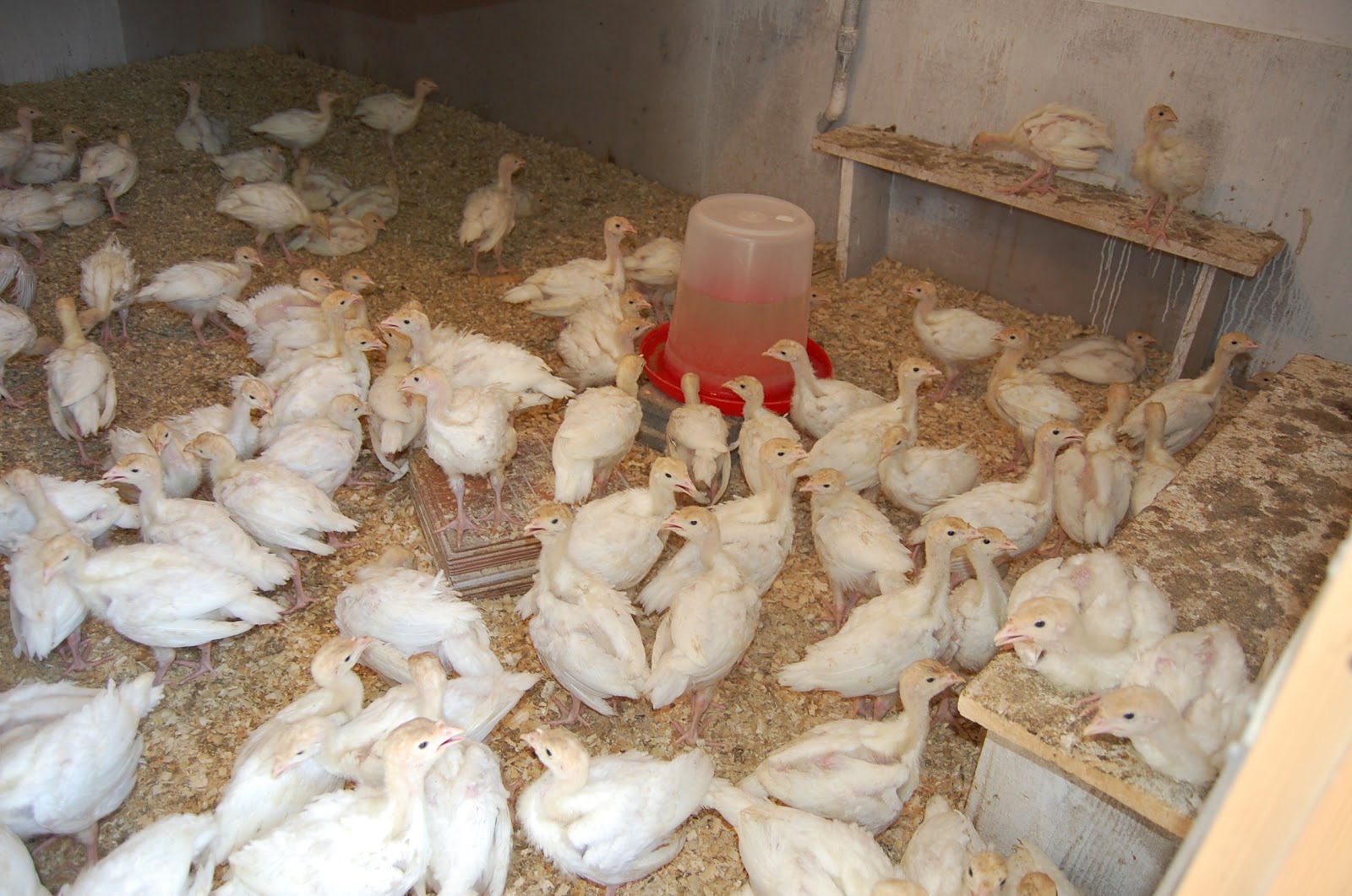 Miniferma de Curcani: Vindem pui de curcani