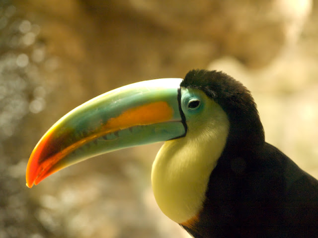Amazing Toucan Bird - Toucans Facts, Photos, Information, Habitats ...