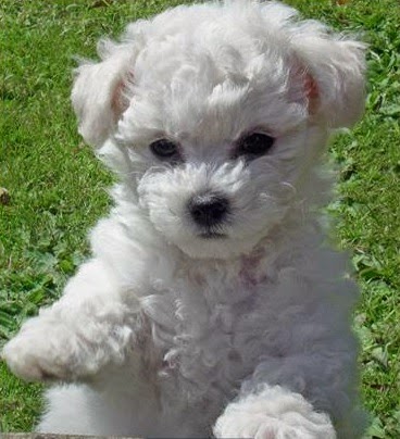 PERRITOS DE LA RAZA CH'API ~ LAS MEJORES FOTOGRAFÍAS