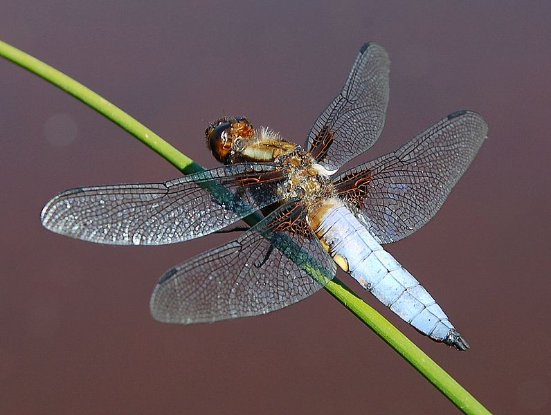 Amazing Dragonfly Insect - Dragonfly Facts, Images, Information ...