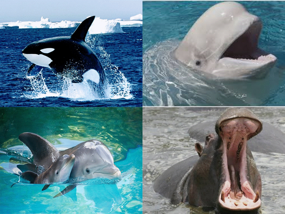 Las clases de animales