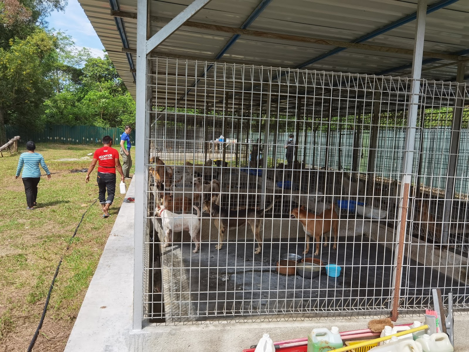 Call me Ohlian: Strive for Animals Welfare - SAW