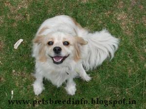 Tibalier Dog HD Wallpapers Free Download | All About Dogs