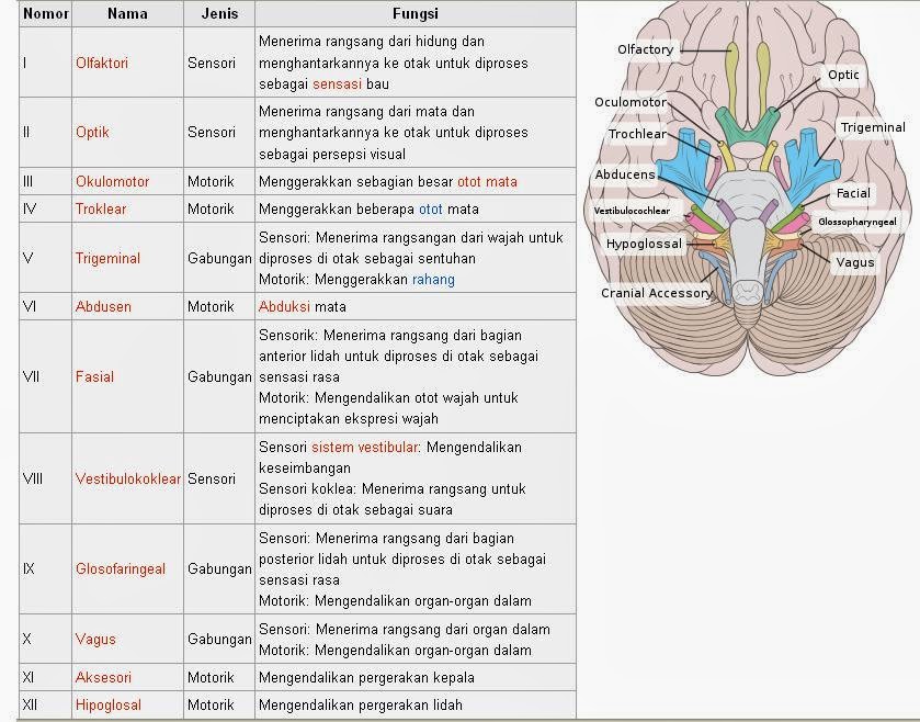 12 Syaraf Cranial