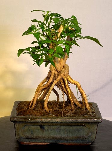 Panduan Cara Membuat Bonsai Cabe | -Petani TOP-