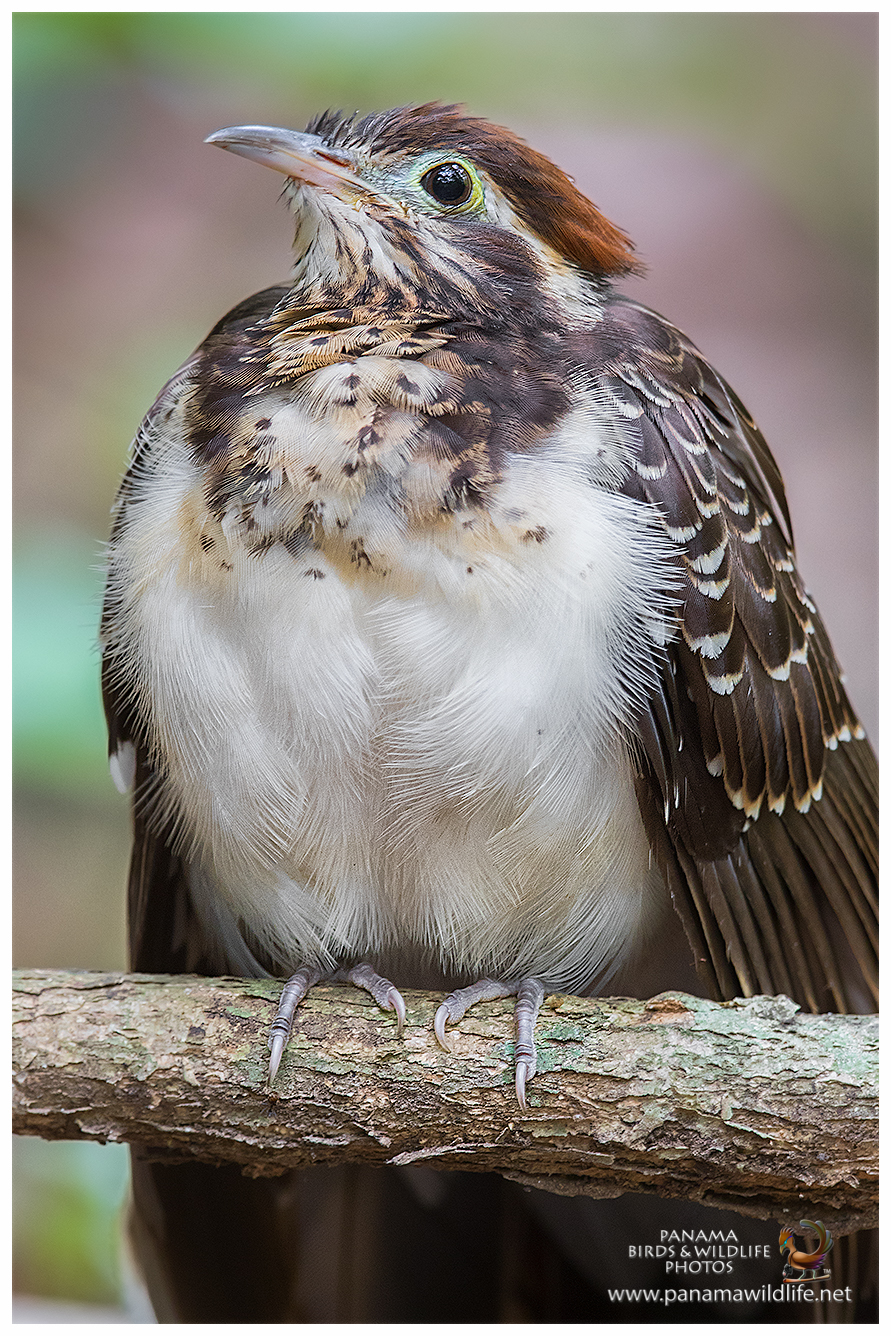 Featured species: Pheasant Cuckoo (Dromococcyx phasianellus)