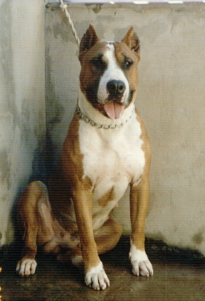 Blog Interessante: Dogue brasileiro - Brazilian dogo - Brazilian dogge