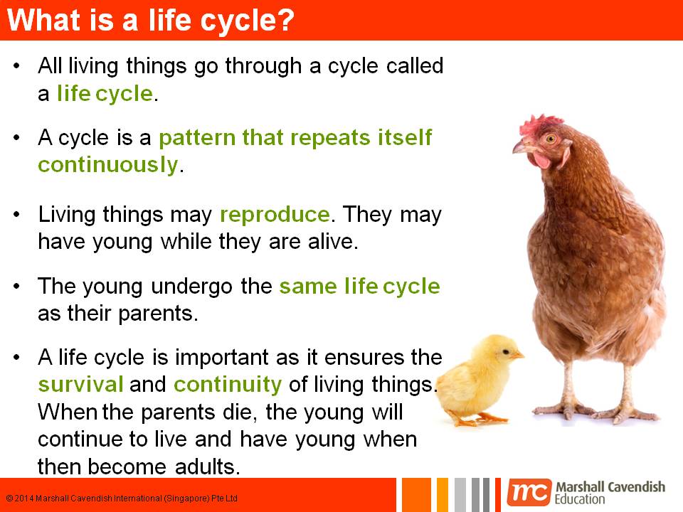 BGPS P3-1 2015: Slides on Life Cycles of Some Animals