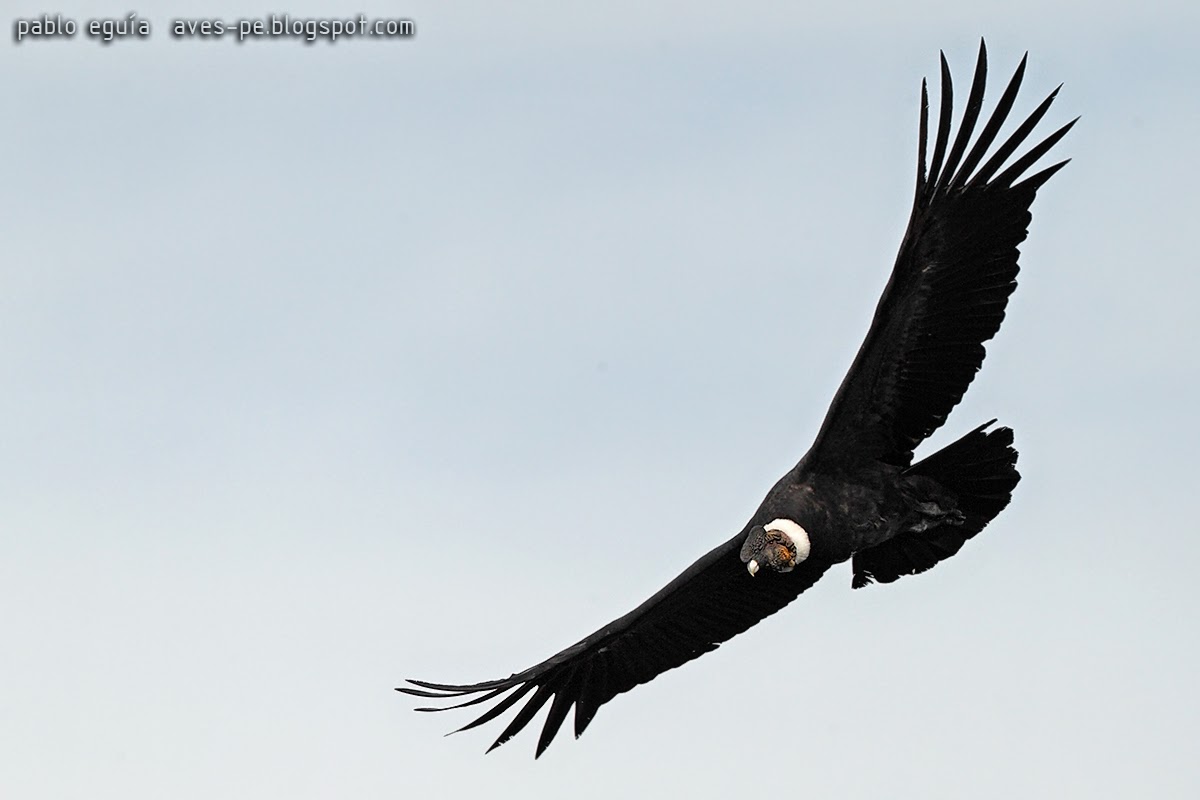 mis fotos de aves: Vultur gryphus Cóndor Andino Andean Condor