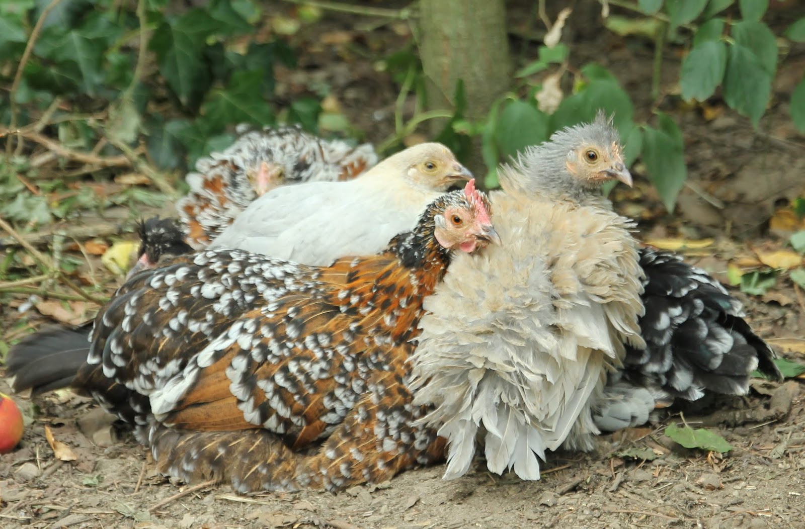 The Strange Case of the Fading Hen Part 2. An in depth look at ...