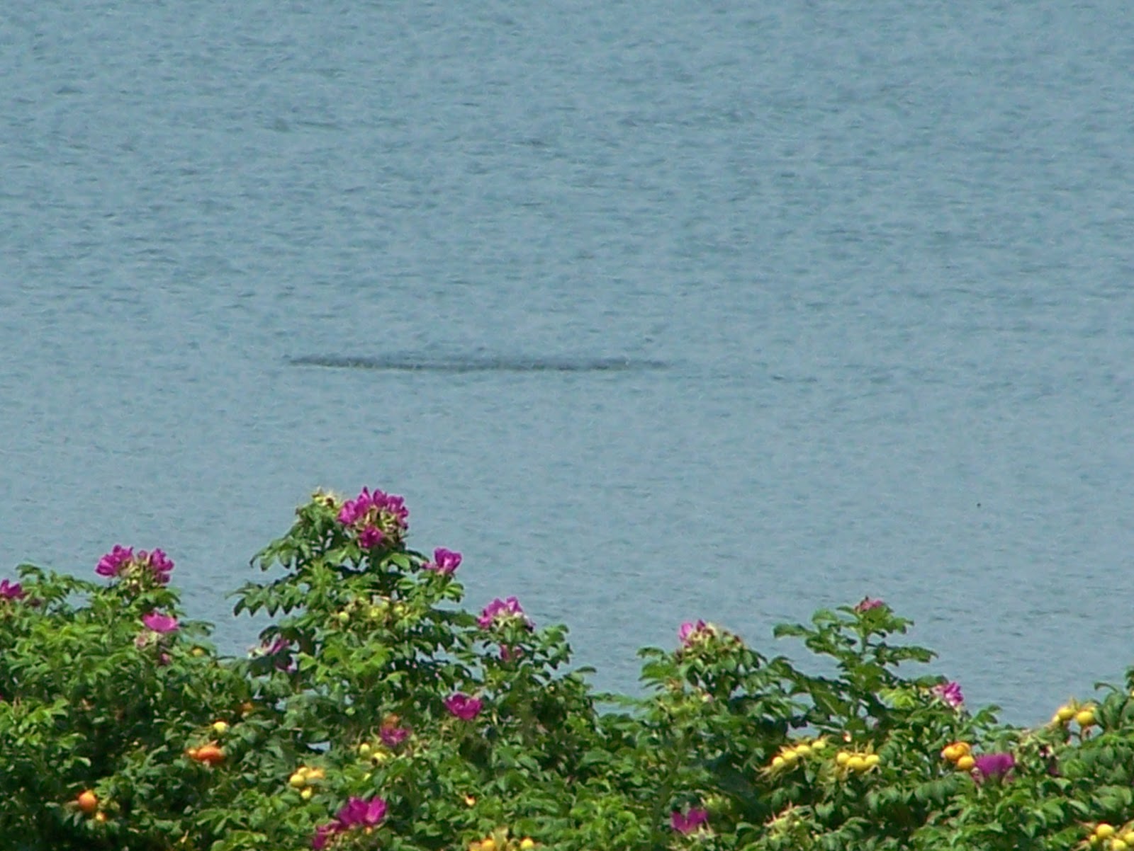 Gettysburg Ghosts: Chessie: The Chesapeake Bay Monster