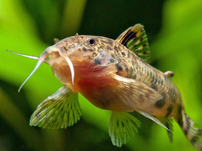 акваріумні рибки: Аспідорас