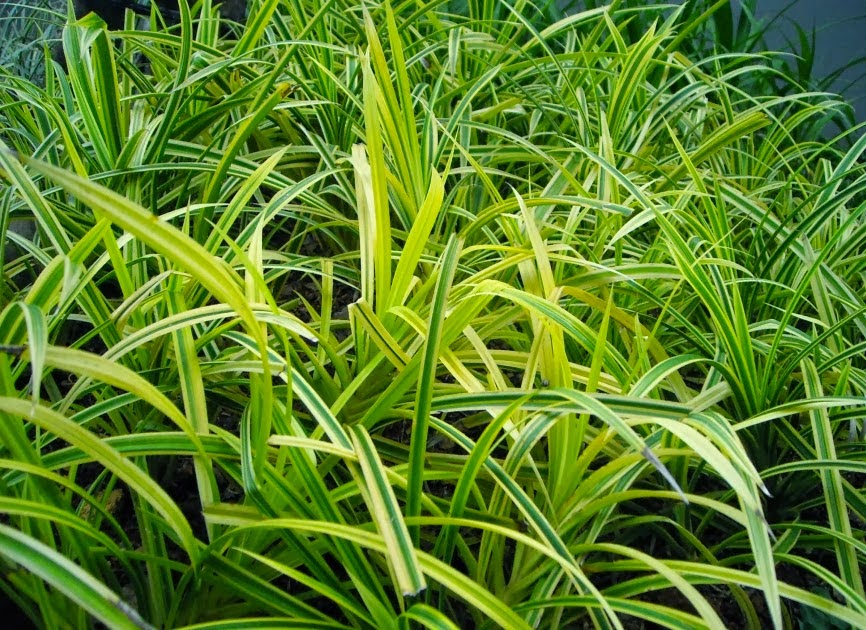 Pohon Pandan Afrika | Pohon Pandan Kuning