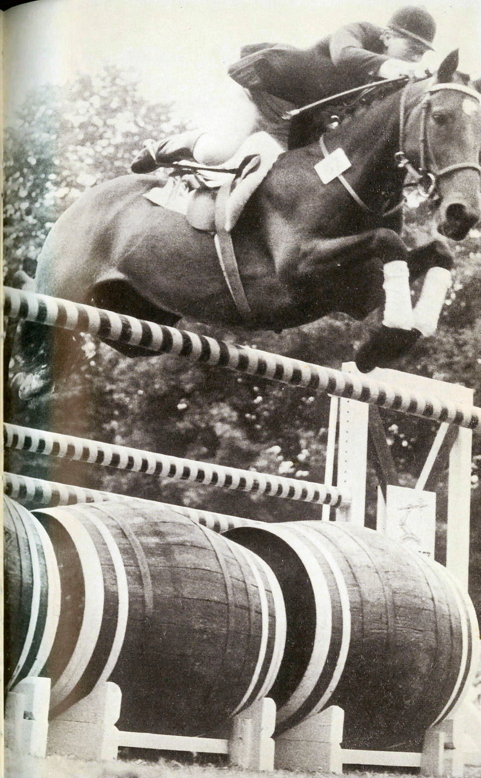 International Winning Irish Bred Horses