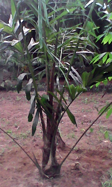 Budidaya Aren : Aren Dari A Sampai Z Dalam Foto