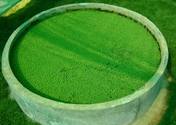 விவசாயி 2015 (vivasaayi 2015): AZOLLA – A Sustainable feed for CATTLE ...