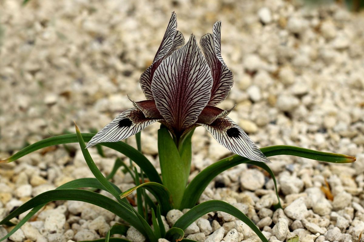 World of Irises: Talking About Arilbred Irises