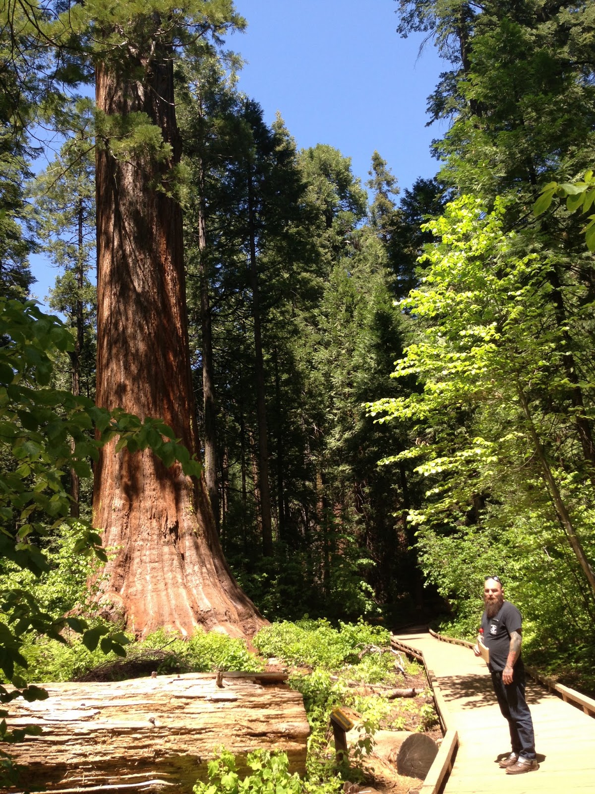 Middleton Wedding: Honeymoon Post 3 Calaveras Big Tree State Park