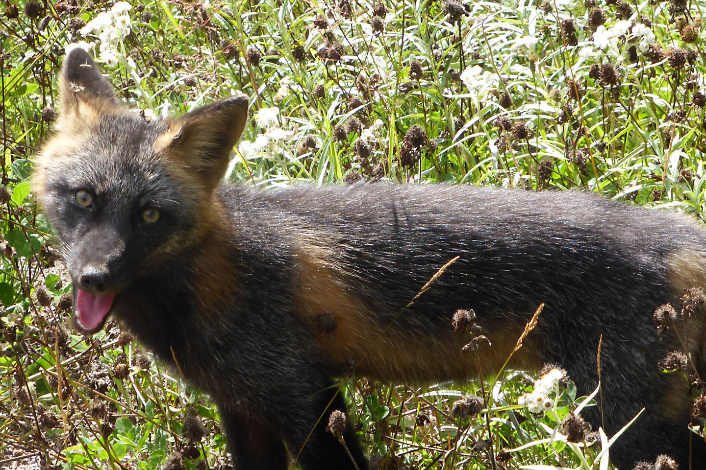 Ann Brokelman Photography: Cross Fox, Norris Point, Newfoundland Sept 2013