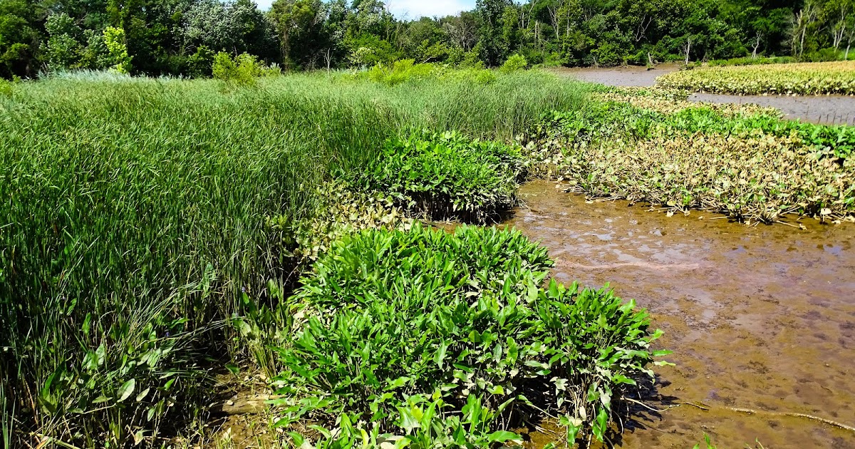 Walking Arizona: A Jungle Swamp in Washington, DC
