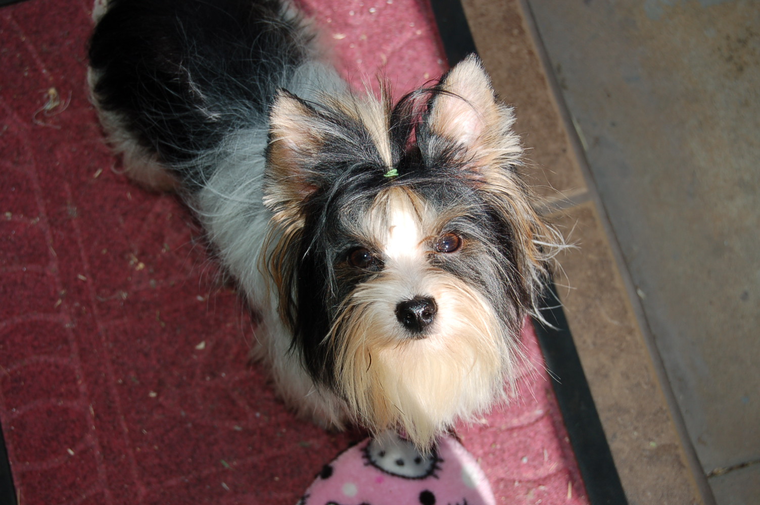 The Heavenly Yorkies: Our First Litter of Parties!!