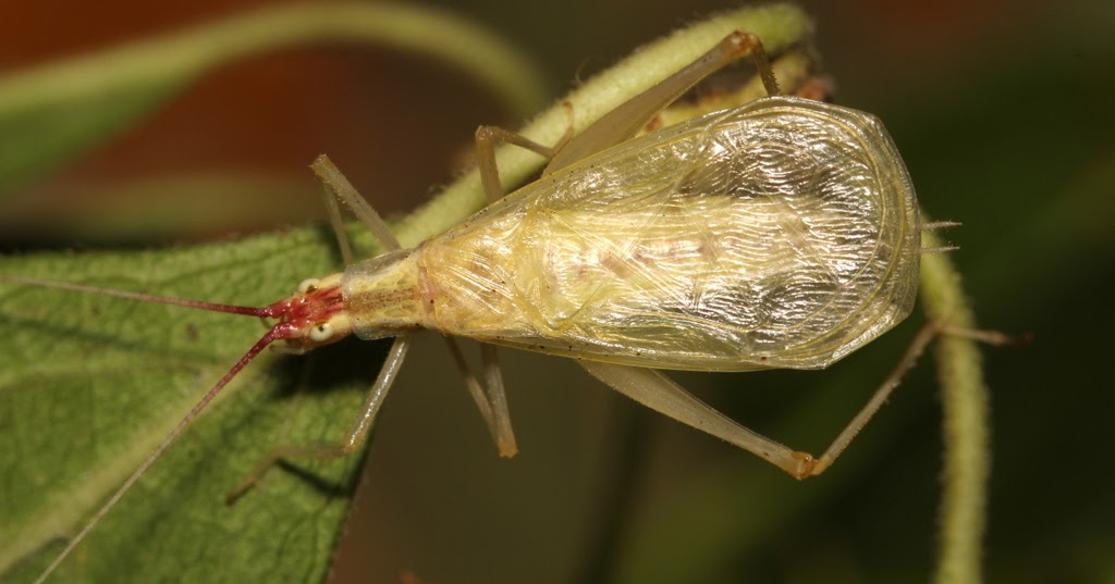 Listening in Nature: Crickets in the House 2017