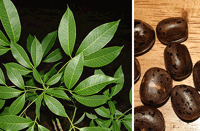 Promocionan cultivo de la Shiringa para mejor calidad de vida ...