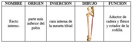 Fitness4you: Musculatura Interna y externa del muslo.