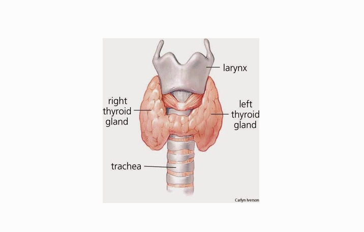 Kelenjar Tiroid : Pengertian, Struktur, Fungsi - cekrisna