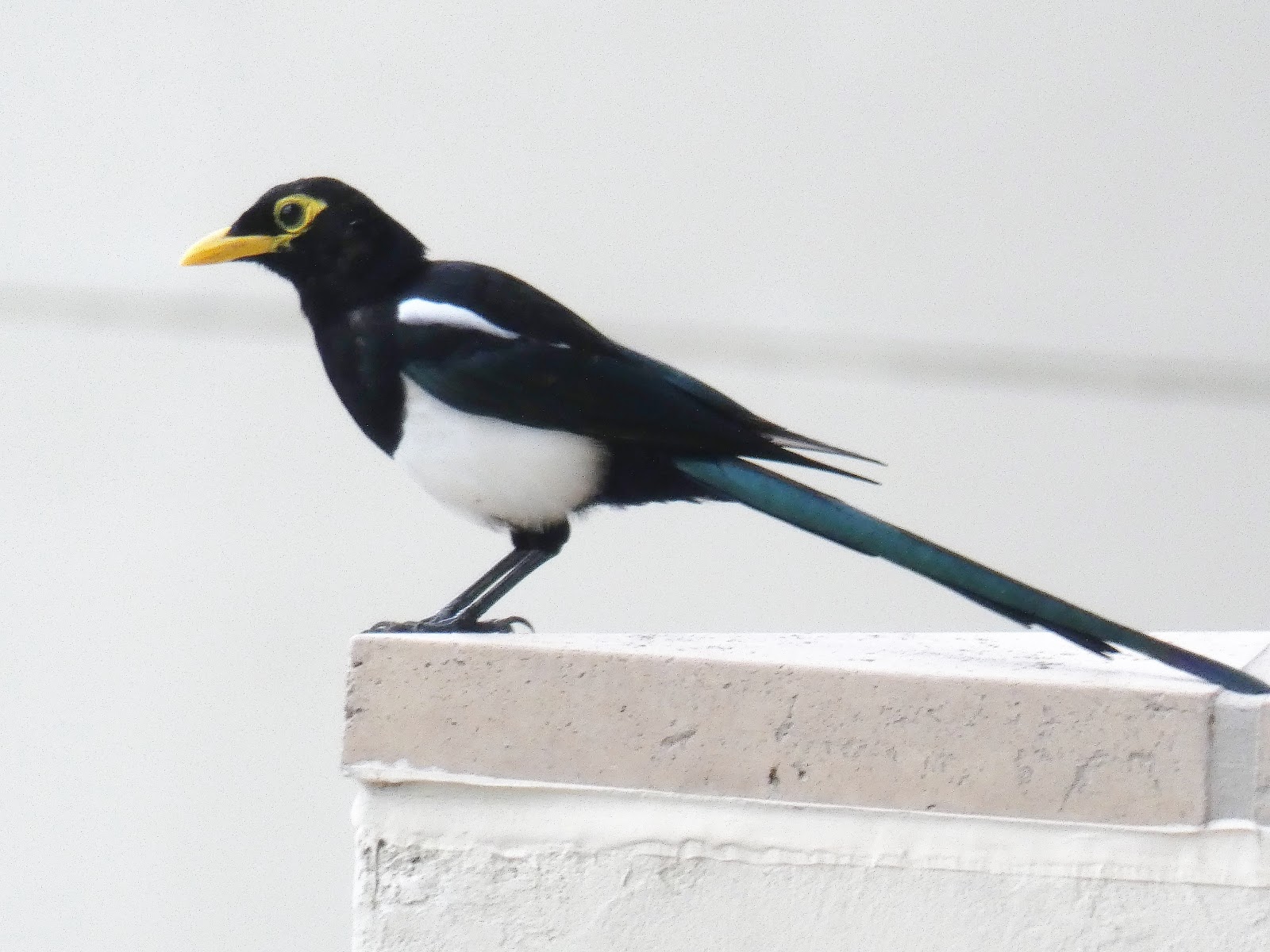 Geotripper's California Birds: The Yellow-billed Magpie, One of ...